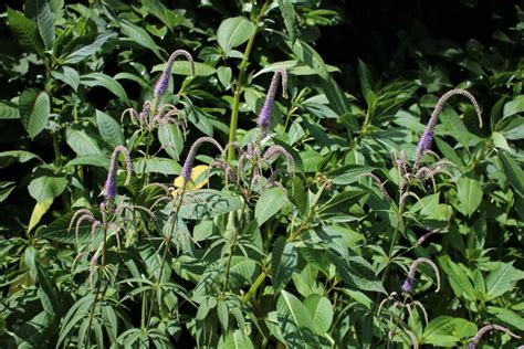 Plantaginaceae Flickr