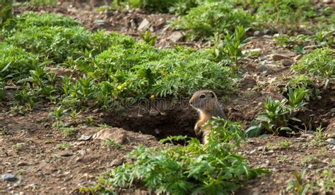 Cute Wild Gopher Looking Out Of Hole Stock Image Image Of Outdoor