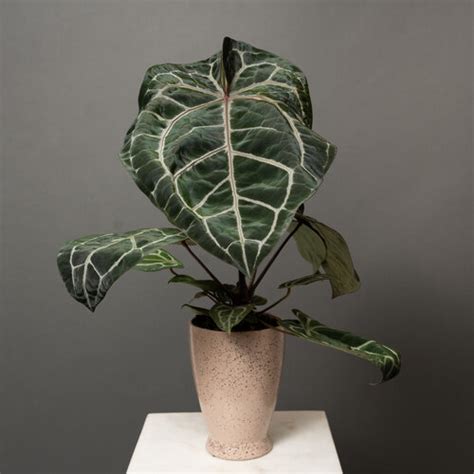 Docblock® Michelle™ Velvet Leaf Anthurium Anthurium Hybrid Proven
