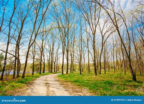Young Grass Grows Through Rocky Soil Royalty Free Stock Image
