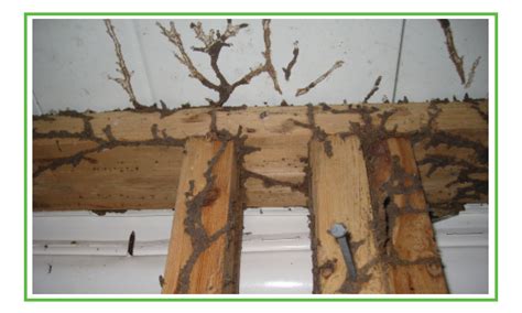 Brisbane Termite Protection Answers The Products That Excel
