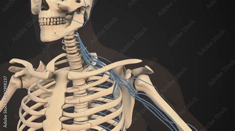 Brachial Plexus Network Of Nerves In The Shoulder Structure Stock