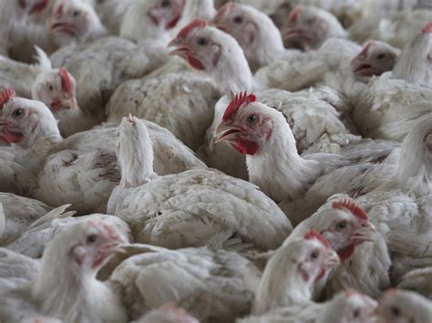 South Africa Culls Millions Of Chickens In An Effort To Contain Bird