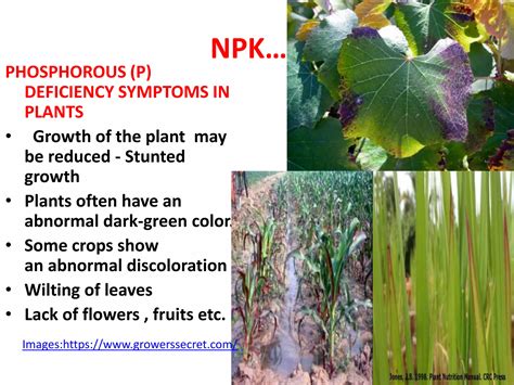 FERTILIZERS FERTILIZER MIXTURES AND NPK CONTENT SMG PPTX