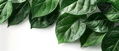 Isolated Green Leaves Of Javanese Treebine On White Background Concept