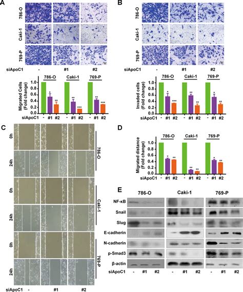 Apoc1 Knock Down Suppressed The Metastatic Ability Of Ccrcc Via