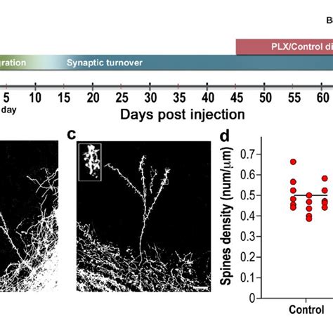 Adult Born Granular Cells Abgcs In Microglia Depleted Mice Have Lower