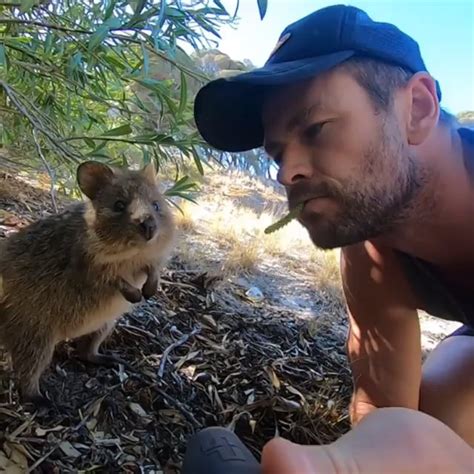 Chris Hemsworth Feeding A Quokka Raww