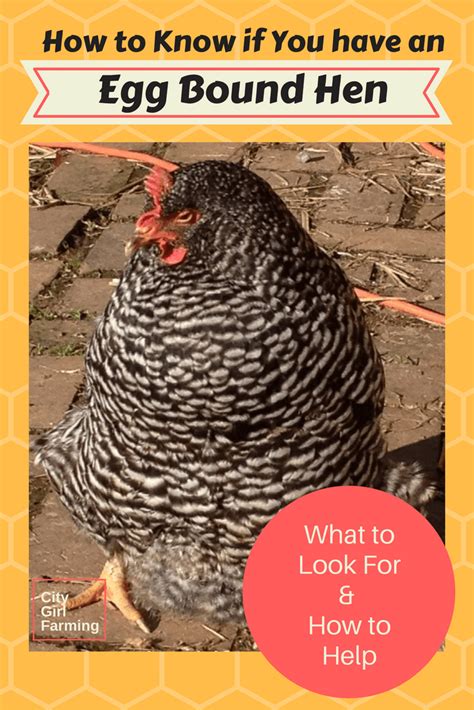 How To Treat An Egg Bound Hen🍘 Entre Na Dança Com O Wildbet777