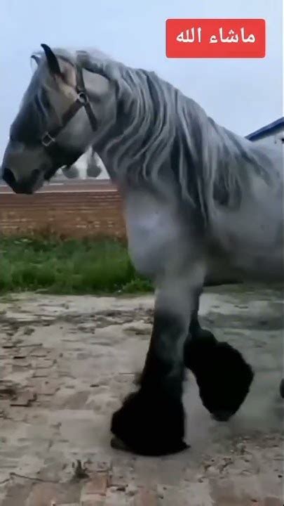 حصان ضخم Youtube