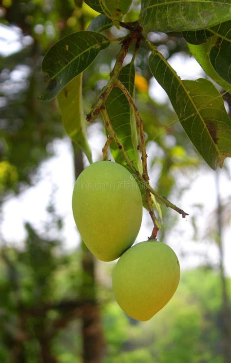 Junge Mango Auf Baum Stockbild Bild Von Vegetarier 114360703