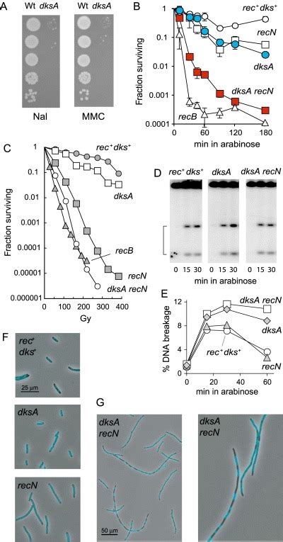 Effect Of Dksa On Dna Repair A Sensitivity To Nalidixic Acid And