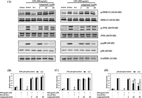 The Effects Of 1 And 2 On Mitogen Activated Protein Kinase Mapk