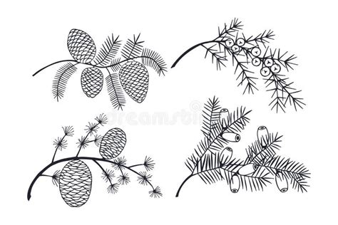 Yew Tree Vector Stock Vector Illustration Of Woods 20002753