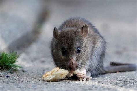 Hantavirus ¿qué Es Cómo Se Contagia Y Cómo Se Previene