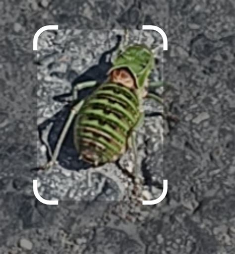 Maybe Cicada Identification R Whatsthisbug