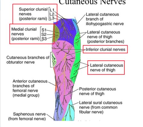 Cluneal Nerve Anatomy