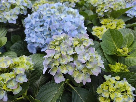 Premium Photo Hydrangea Macrophylla Is A Species Of Flowering Plant