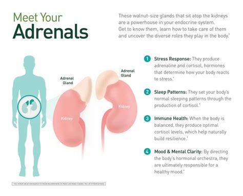 Why Adrenal Gland Health Matters