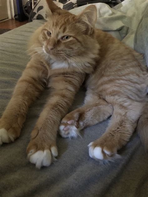 This Is Dobby In His Signature Sitting Position Oneorangebraincell