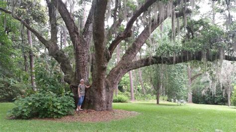 Live A Luxurious Lifestyle In Live Oak Plantation