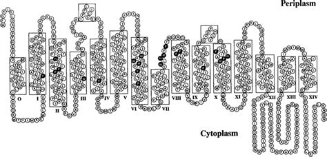 Secondary Structure Model Of Subunit I Showing Locations Of The