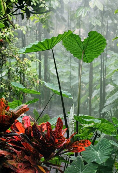 Rainforest 库存照片 图片 包括有 工厂 密林 回归线 植物群 危险 绿色 森林 26113220