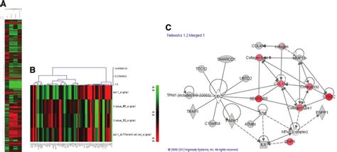 A Array Cgh Rna Was Extracted Using The Allprep Dna Rna Mini Kit Download Scientific Diagram