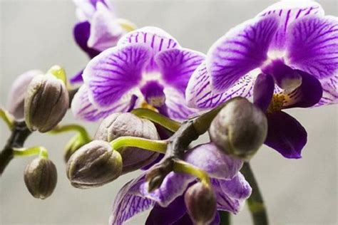 Trucos para que las orquídeas florezcan todo el año