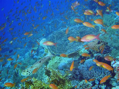 Especies Nativas Y Endémicas Concepto Y Ejemplos De Biodiversidad Local