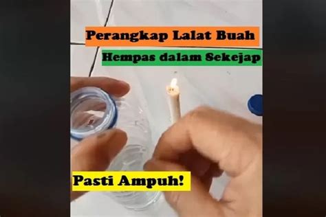 Cara Mudah Membuat Perangkap Lalat Buah Dari Botol Bekas Jangan