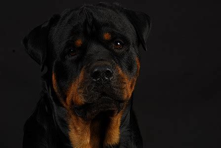 公牛马斯蒂夫力量宠物鼻子牛獒动物危险安全棕色忠诚眼睛高清图片下载 正版图片320205159 摄图网