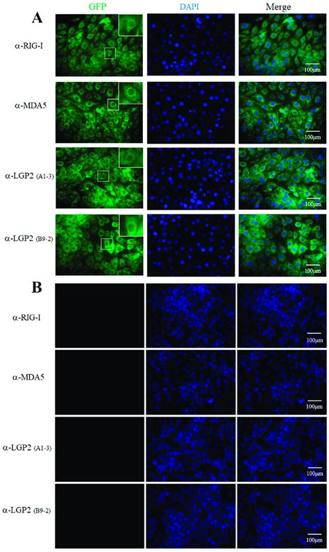 The Cellular Localizations Of Porcine Rlrs Identified By Rlr Mabs In Download Scientific