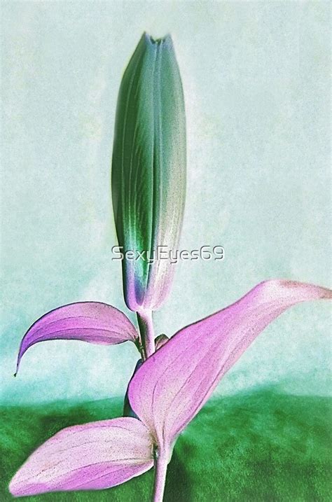 Lily Bud By Sexyeyes69 Redbubble