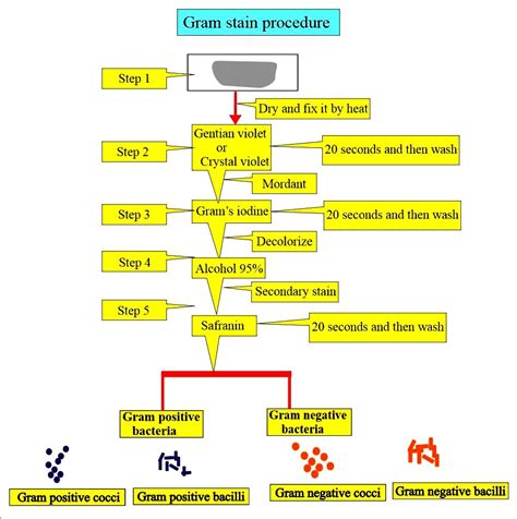 Solved List The Steps Of The Gram Stain Identify The Differential