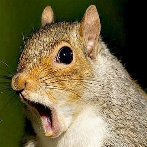 Sqarrel Youtube
