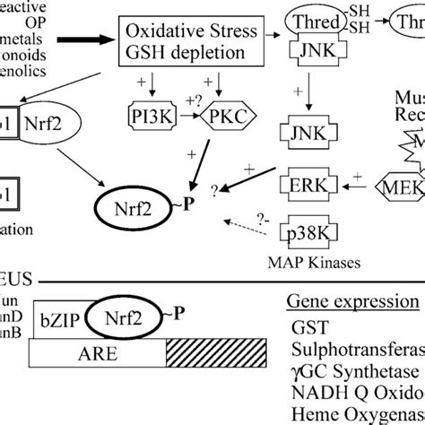 Simplified Diagram Showing The Activation Of The Antioxidant Response Download Scientific