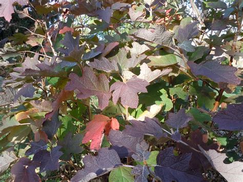 Hydrangea Quercifolia Oakleaf Hydrangea Z 5 9 Heritage Flower Farm