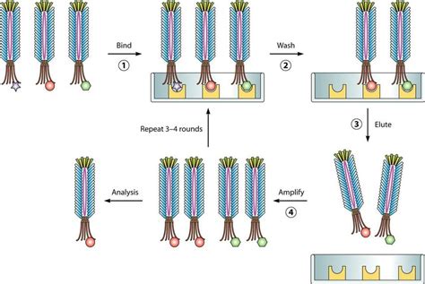 The Principle Of The Phage Display System For The Selection Of Peptides