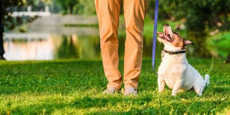 The 20 Skills You Need To Become A Dog Trainer Qc Pet Studies