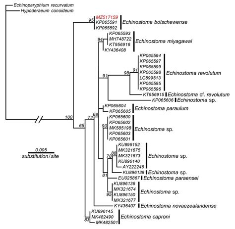 Maximum Likelihood Phylogeny Of Echinostoma Genus Based On The Nuclear Download Scientific