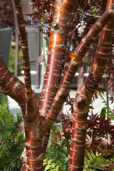 Prunus Serrula Tree Bark In Sunlight