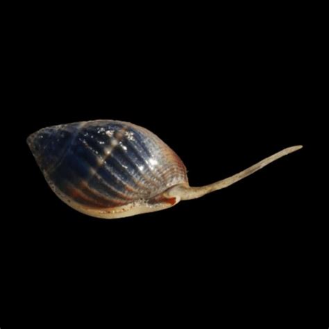 Nassarius Snail Snails Geemarine