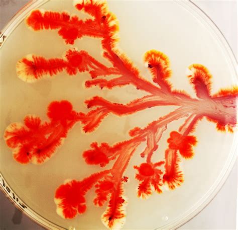 Phylogenetic Tree Phylogenetic Tree Tree Plastic Cutting Board