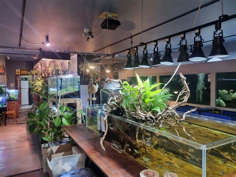 일하는겸 생물 수입사방문했습니다~ 매장 깔끔 제팔보다 두꺼운 애들이 있다는게 집에서는 이렇게 설치할수없다는거ㅠ ㅠ 밴드협 슬기로운물생활 구피 코리