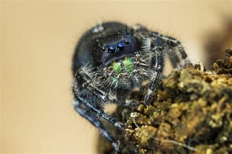 Jumping Spiders As Pets Types Cost And Care Tips A Z Animals