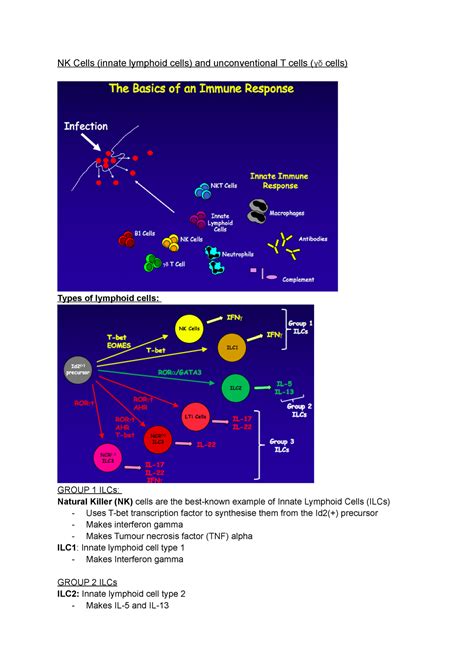 Immunology Lecture NK Cells And Unconventional T Cells NK Cells Innate Lymphoid Cells