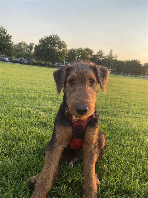 Now Versus Then 😭😭😭😭 Rairedaleterrier