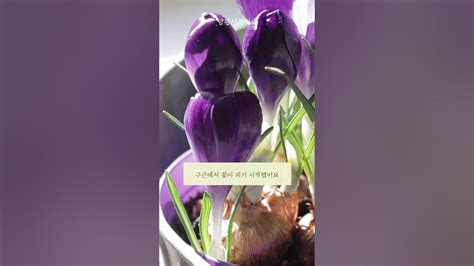 세상에서 제일 쉬운 모듬 봄구근 화분 만들기 식물쇼핑 식물키우기 식물집사 Springbulbs Youtube