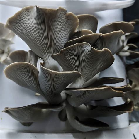 Prairie Oysters Pleurotus Pulmonarius Phoenix Oyster Facebook